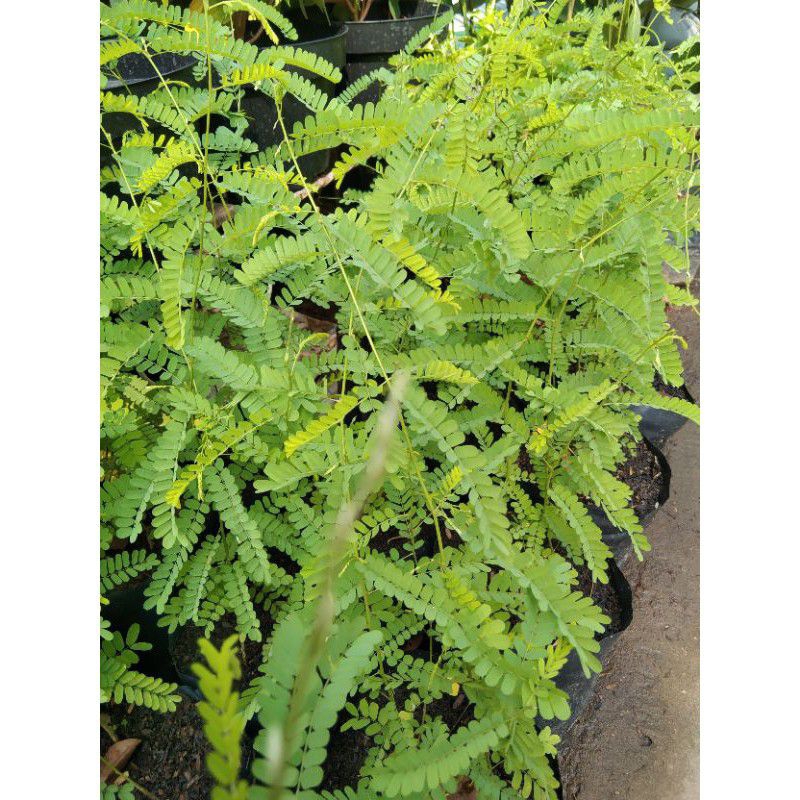 Jual Tanaman Herbal Daun Saga, Pohon Saga Lebih Rimbun | Shopee Indonesia