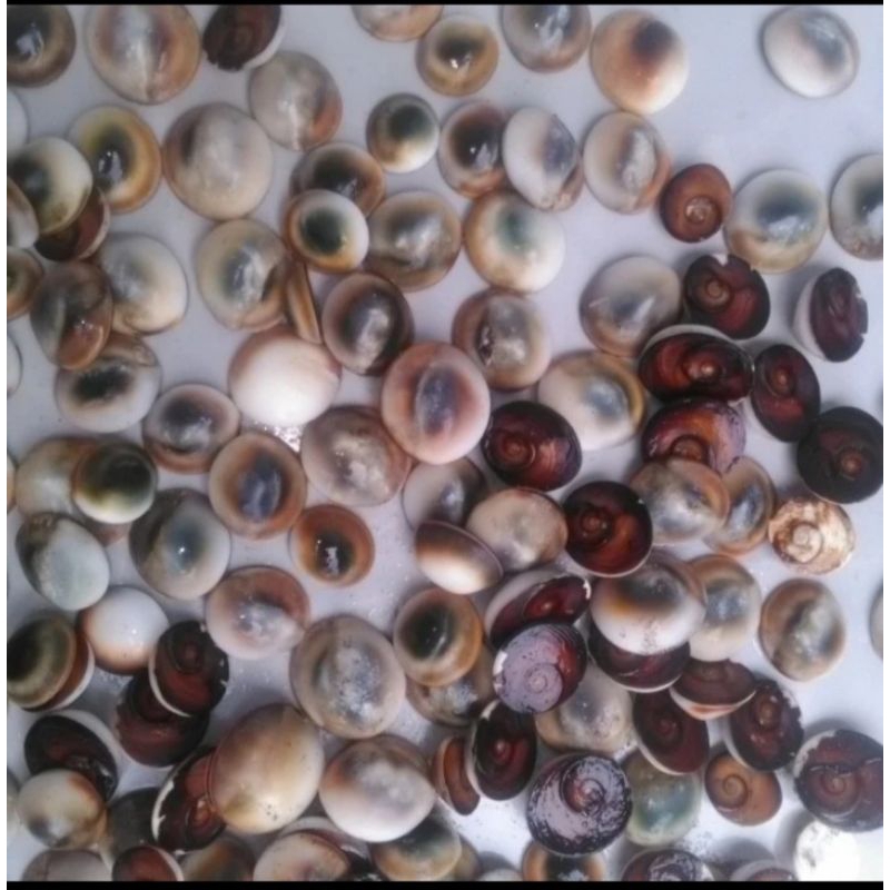 Jual Batu Posil Keong Kul Buntet Asli Alami Dari Alam/ 1,pcs | Shopee ...