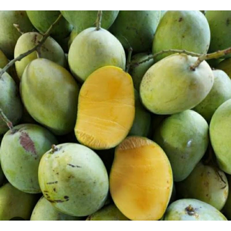 Jual mangga indramayu 1kg | Shopee Indonesia