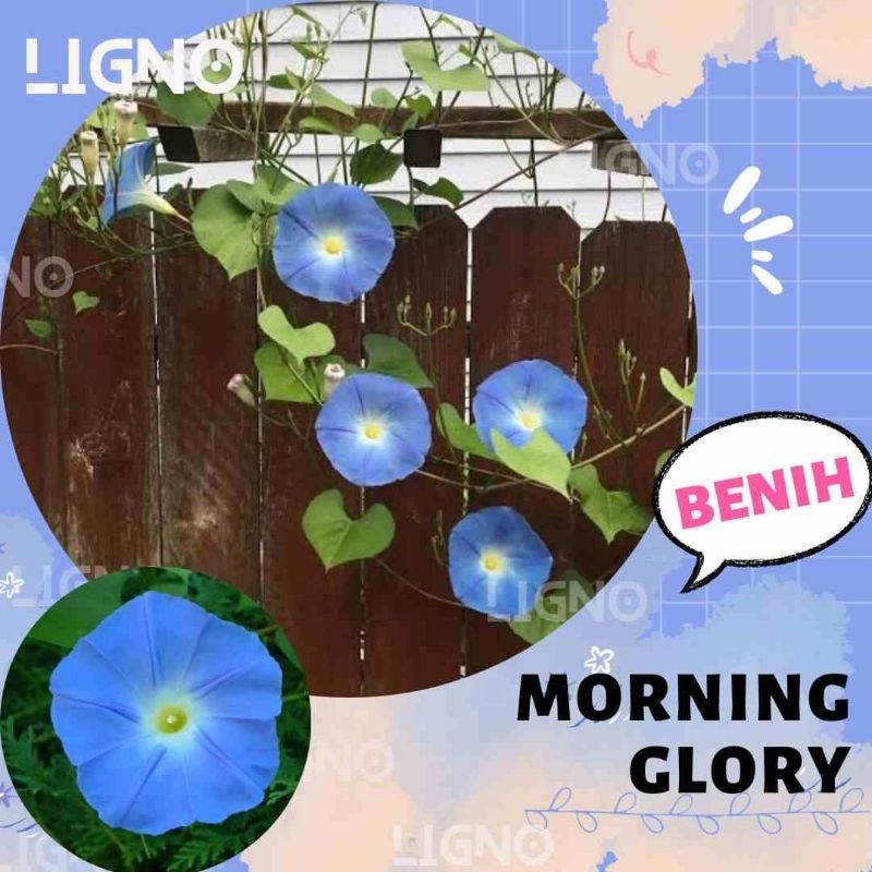Jual Benih MORNING GLORY BLUE Biji Bunga | Shopee Indonesia