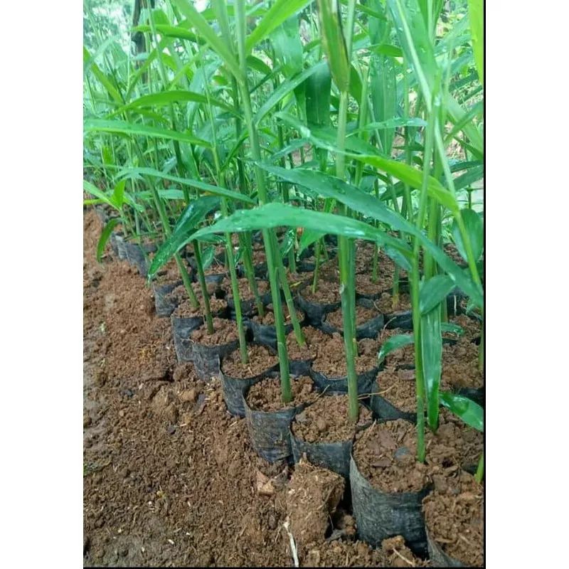 Jual bibit jahe merah super unggul | Shopee Indonesia