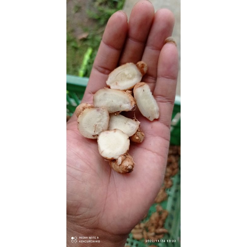 Jual RK01 ( 5kg ) Kencur/Cikur Asli Ciamis Wangi Enak Cocok untuk Semua ...