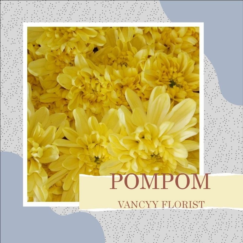 Jual Bunga Pompom Kuning Fresh / Bunga Pompom Potong / Bunga Pompom ...