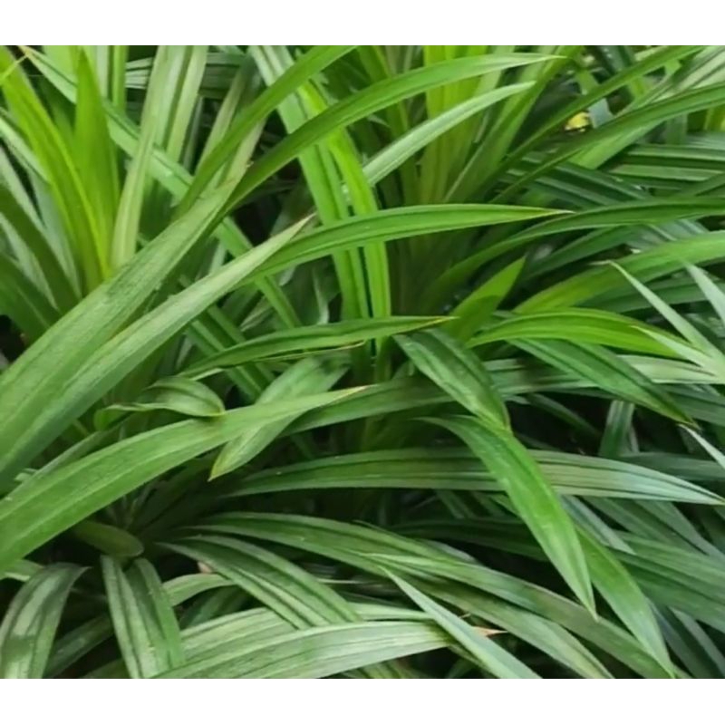 Jual daun pandan wangi fresh lebar panjang (per 10 lembar - panjang ...