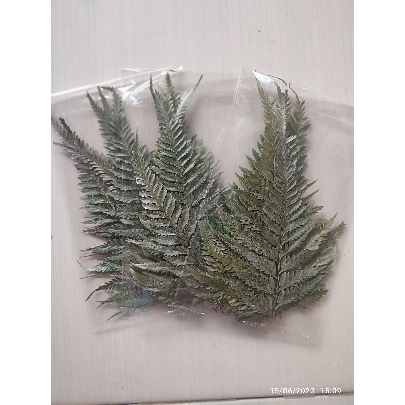 Jual Daun pakis kering natural (7 tangkai lebar) | Shopee Indonesia