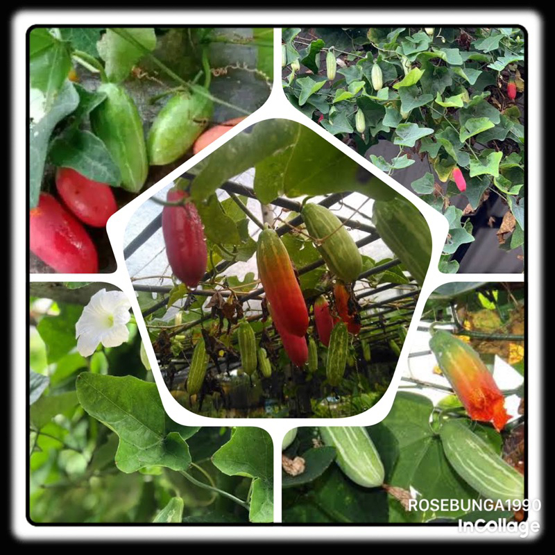 Jual 10 Biji - Benih Timun padang / Timun tikus /Coccinia grandis ...