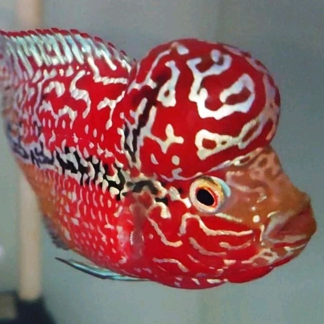 Jual Big Update!!! Burayak Louhan Kamfa F2 Full Red Blood Line Thailand ...