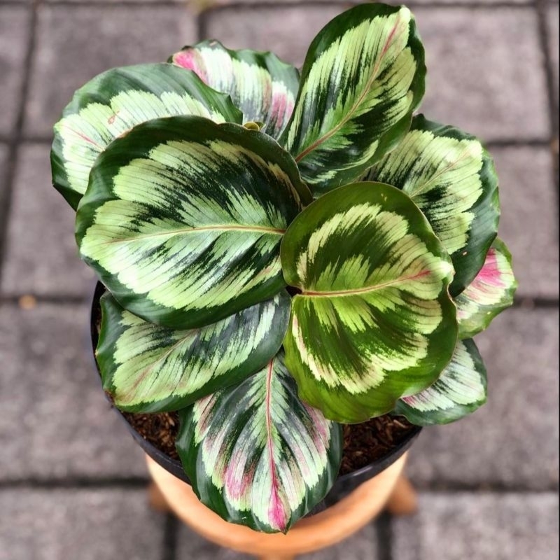 Jual Calathea Medalion V2 import rawatan mulus no defect real pict ...