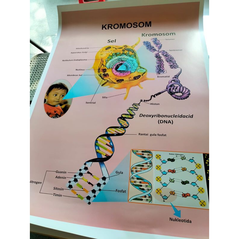 Jual Poster Kromosom | Shopee Indonesia