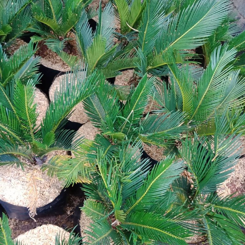 Jual Tanaman hias palem sikas mawar jambe / palem sikas mawa jambe ...