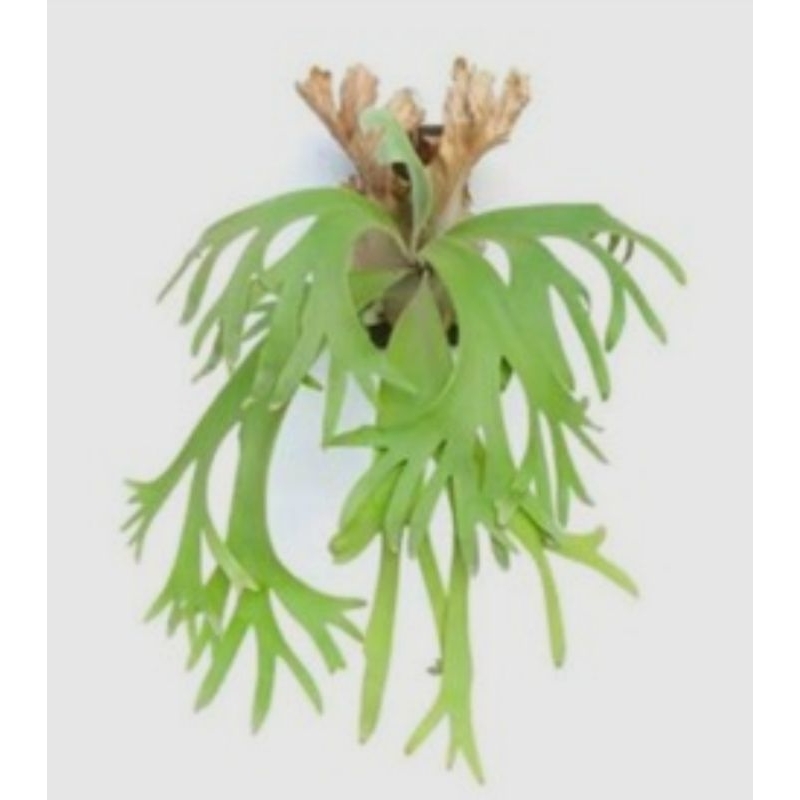 Jual Tanaman Simbar Menjangan / Platycerium Willinky | Shopee Indonesia