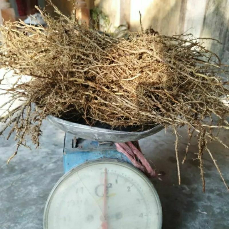 Jual Humus akar bambu 250 gram media tanam terbaik untuk booster ...