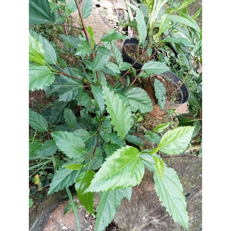 Jual Daun bunga sepatu atau kembang sepatu segar per 500gram | Shopee ...