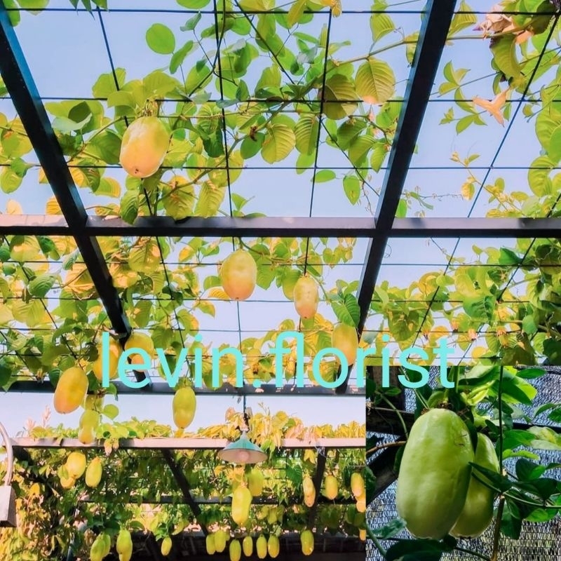 Jual Passiflora guadrangularis / markisa jumbo erbis bibit tanaman hias ...