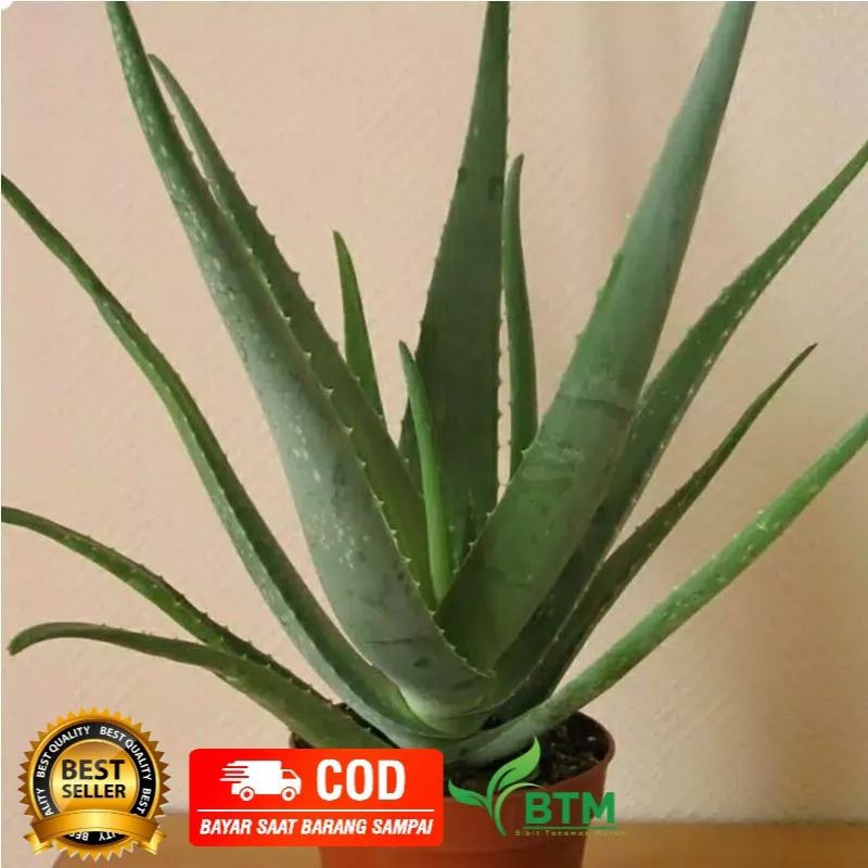 Jual Bibit Tanaman Lidah Buaya Jumbo Atau Aloevera Jumbo | Shopee Indonesia