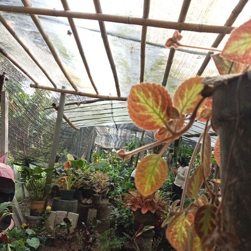 Jual Tanaman kak Syafira | Shopee Indonesia