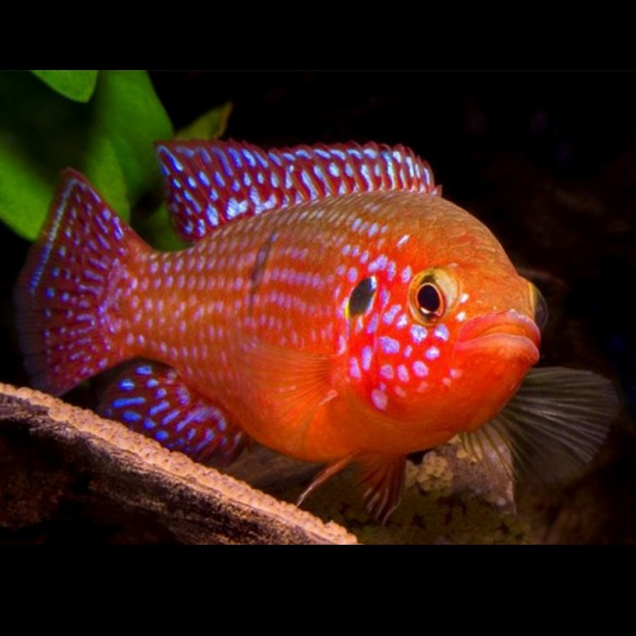 Jual IKAN HIAS AIR TAWAR CHICLID RED JEWEL | Shopee Indonesia