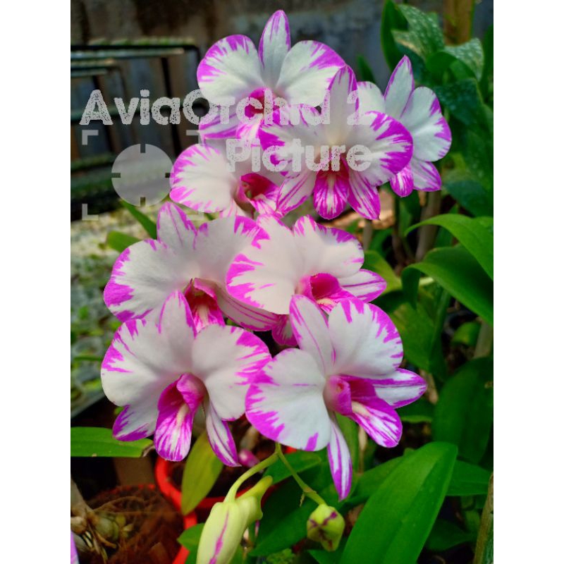 Jual Remaja Dendrobium Enobi splash (Mini) | Shopee Indonesia