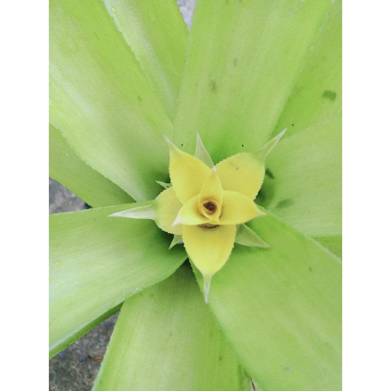 Jual Tanaman bromelia guzmania bunga kuning | Shopee Indonesia