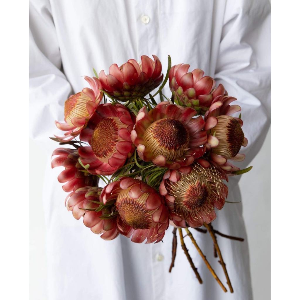 Jual 10 Benih Biji Bunga Protea Import Petro | Shopee Indonesia