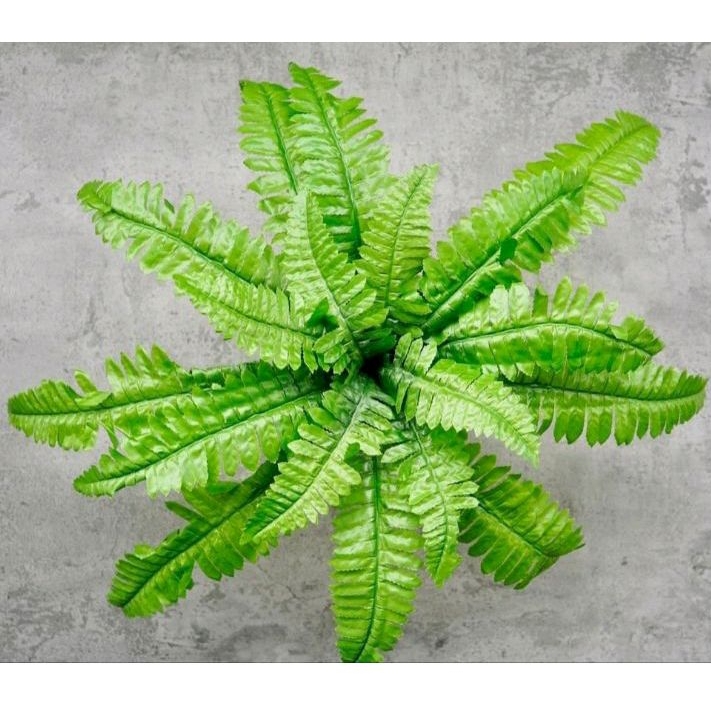 Jual DAUN PAKIS TANGKAI BOSTON ARTIFICIAL / POHON PAKIS PLASTIK ...
