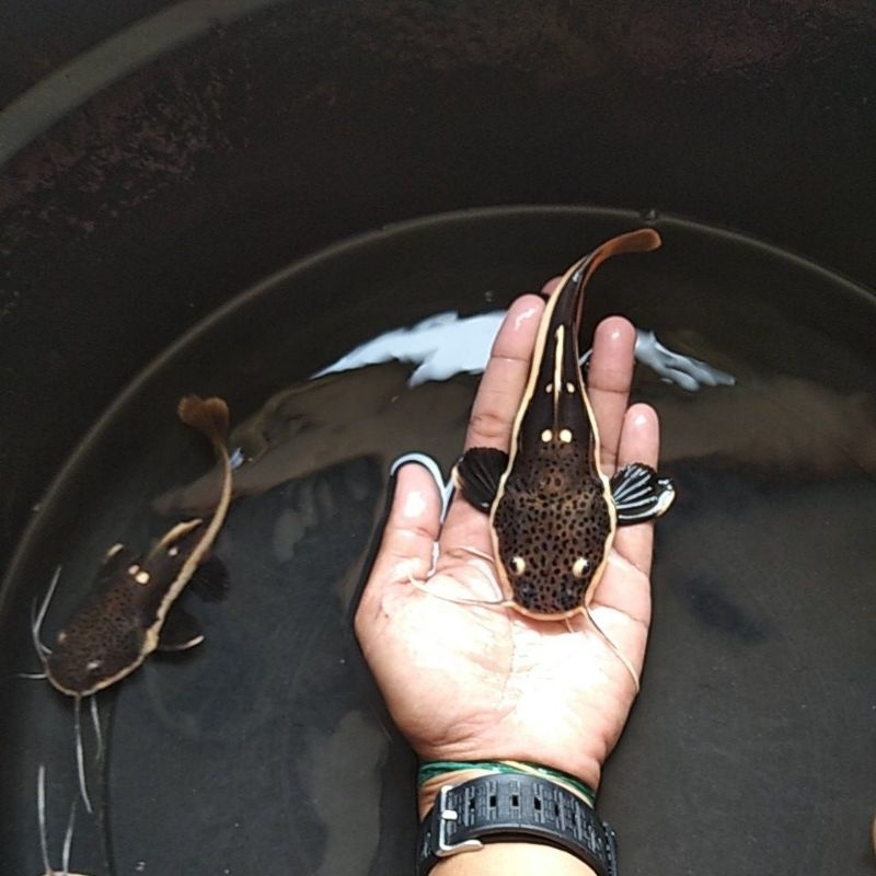 Jual ikan lele rtc catfish 12-15 cm | Shopee Indonesia