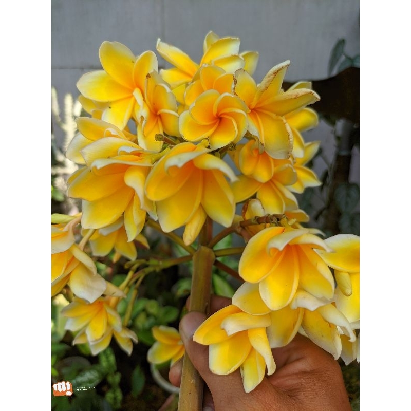 Jual pohon bunga kamboja kuning cendana/plumeria stek batang | Shopee ...