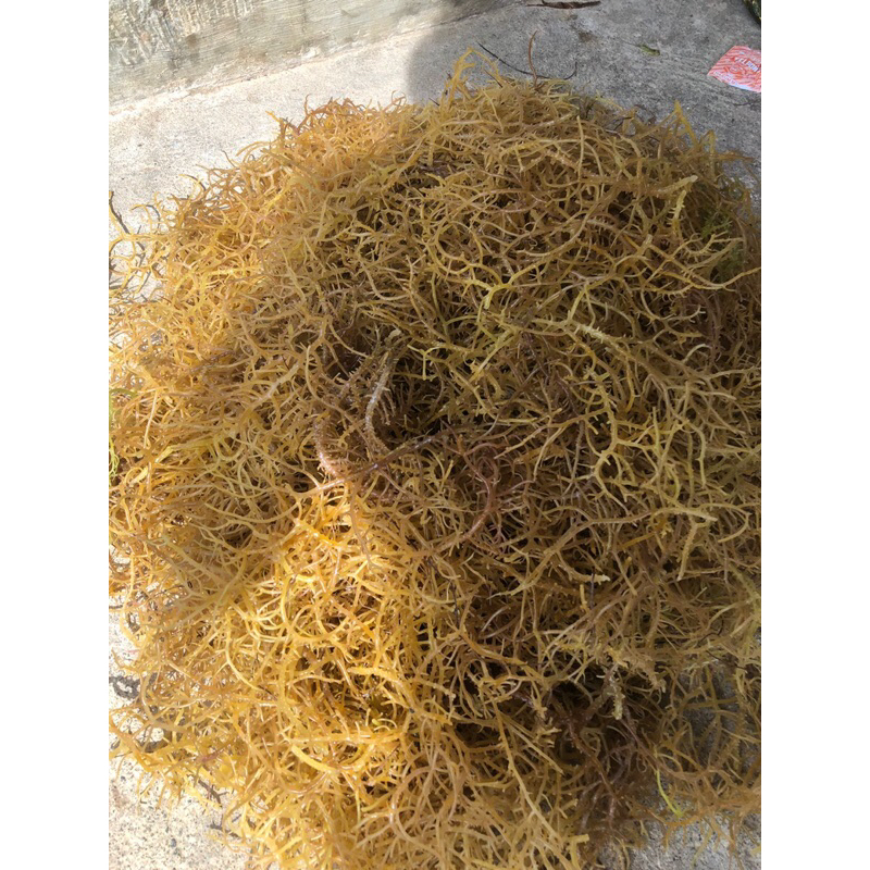 Jual RUMPUT LAUT MENTAH RUMPUT LAUT MERAH KERING ASLI | Shopee Indonesia