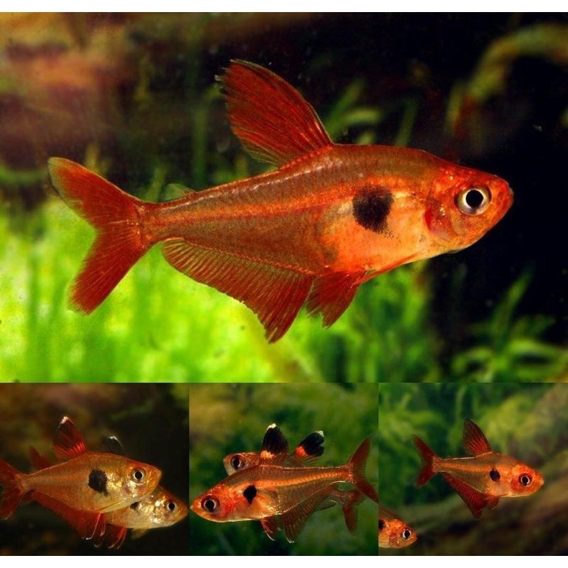 Jual phantom tetra / red phantom tetra fish / yellow phantom tetra fish ...
