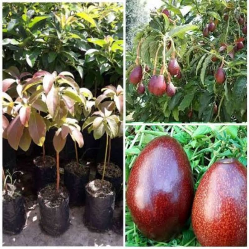 Jual Bibit Buah Alpukat Merah/Red Vietnam Hasil Okuasi Siap Tanam ...
