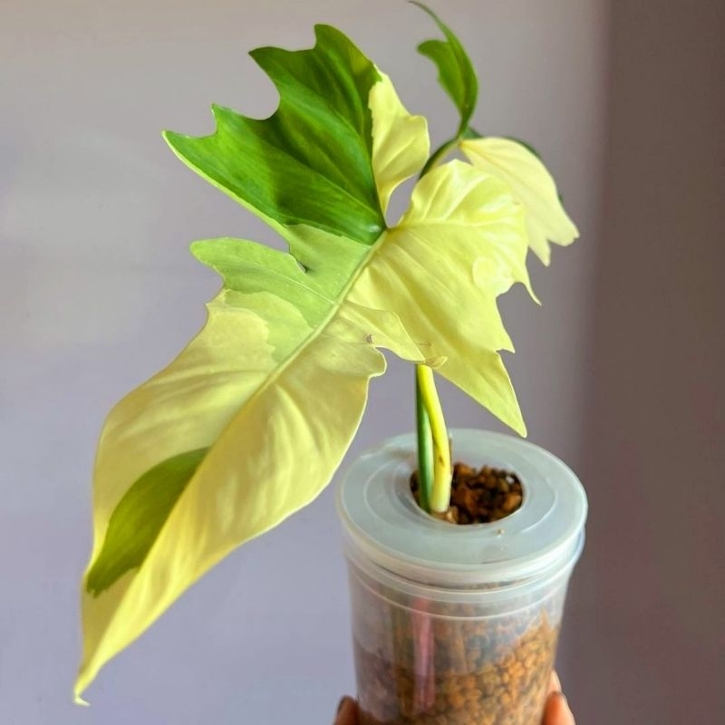 Jual Tanaman Hias Philodendron Golden Dragon Variegated/Philo Golden ...