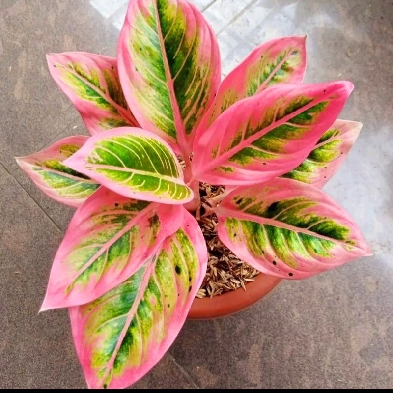 Jual Tanaman Hias Aglonema Lipstik Pink/Aglaonema Lipstik Pink/ Tanaman ...