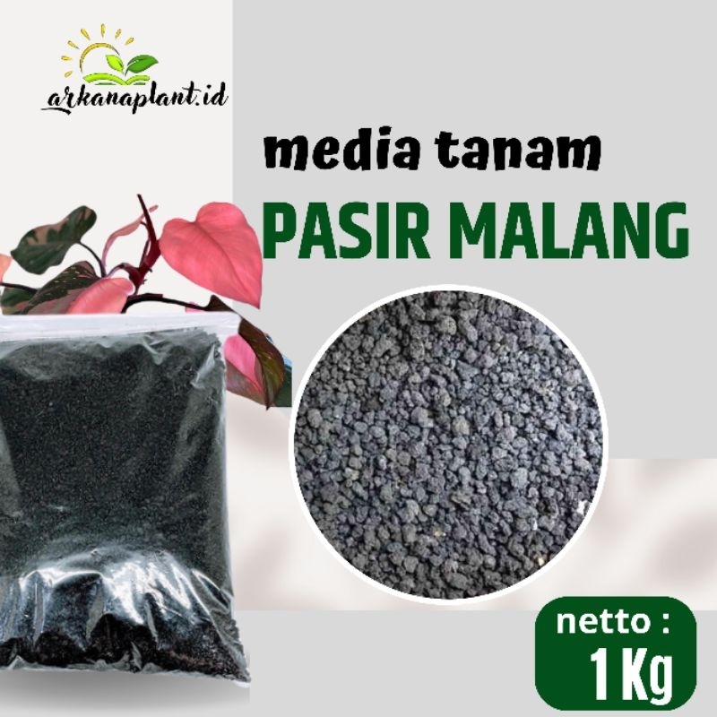 Jual Media Tanam Pasir Malang . 1 Kg | Shopee Indonesia