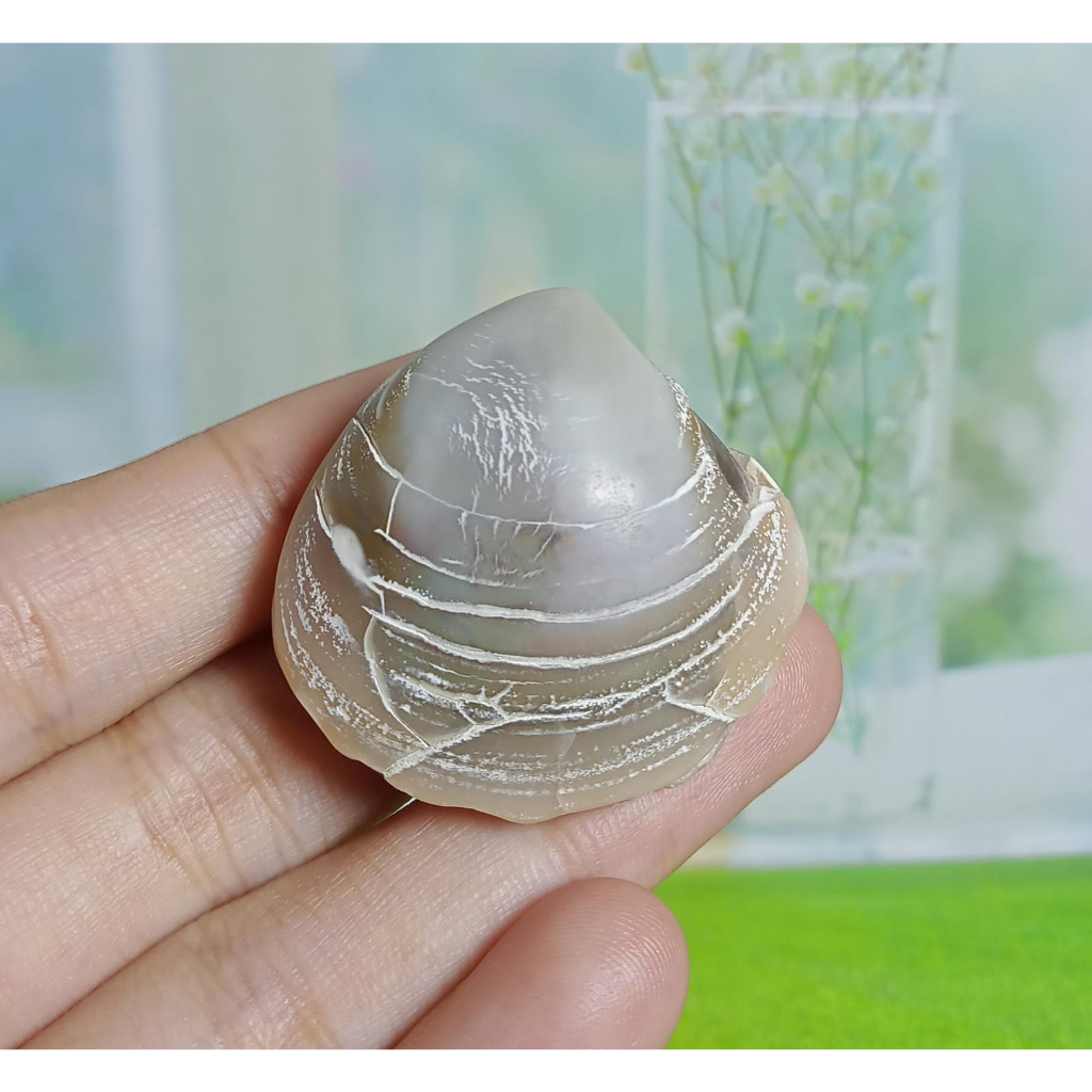 Jual Natural Small Sea Shell Fossil (14) | Shopee Indonesia