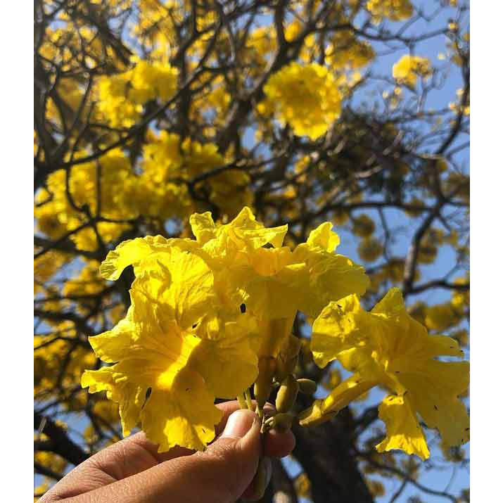 Jual Bibit Bunga / Pohon Tabebuya Kuning ( Super Unggul ) | Shopee ...