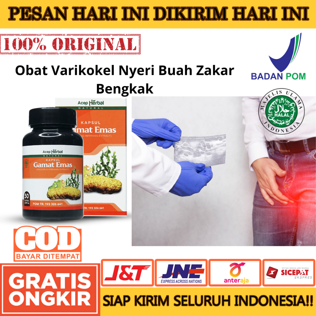 Jual Gamat Emas Kapsul - Obat Varikokel Nyeri Buah Zakar Bengkak ...