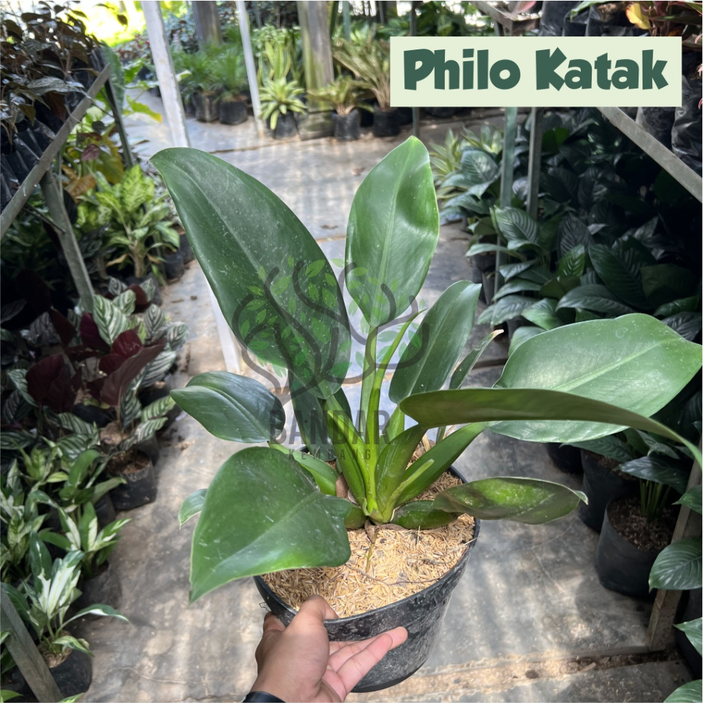 Jual Philo Katak / Philodendron Martianum Tanaman Hias Taman Tanaman ...