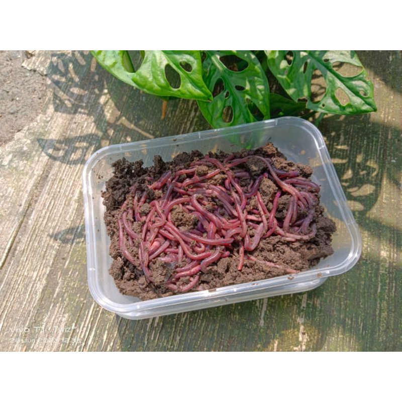 Jual Cacing tanah / cacing merah / cacing ANC ekspedisi beli 5 gratis 1 ...