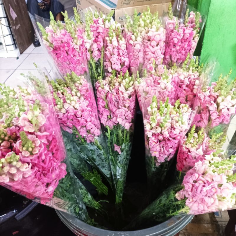 Jual Bunga Snapdragon (fresh flower) | Shopee Indonesia