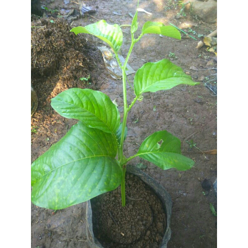 Jual bibit pohon buah markisa jumbo/Erbis tanaman buah rambat super murah | Shopee Indonesia