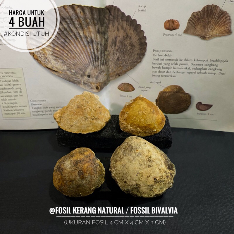 Jual Fosil Kerang Purba Natural A33 atau Fosil Bivalvia atau Fosil ...