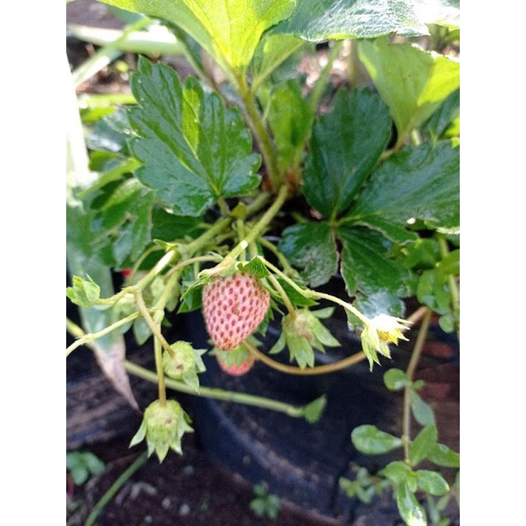 Jual Tanaman Buah Strawberry Merlan Indukan Besar Jumbo dan Rimbun Full ...