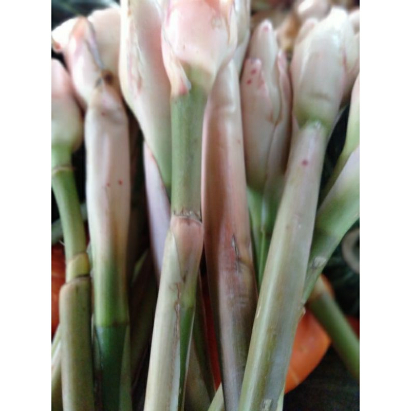 Jual Sayur Bunga Kecombrang kantan honje | Shopee Indonesia