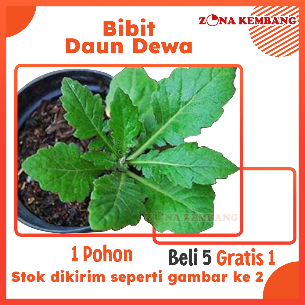 Jual Tanaman Daun Dewa ( Beli 5 Gratis 1 ) | Shopee Indonesia