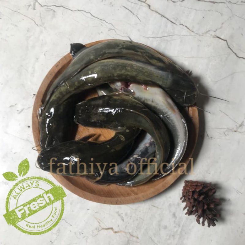 Jual Ikan Lele Segar 1kg | naga_exspress | Shopee Indonesia