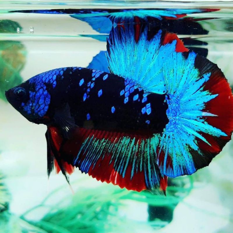 Jual PLAKAT AVATAR GORDON MONSTER | Shopee Indonesia