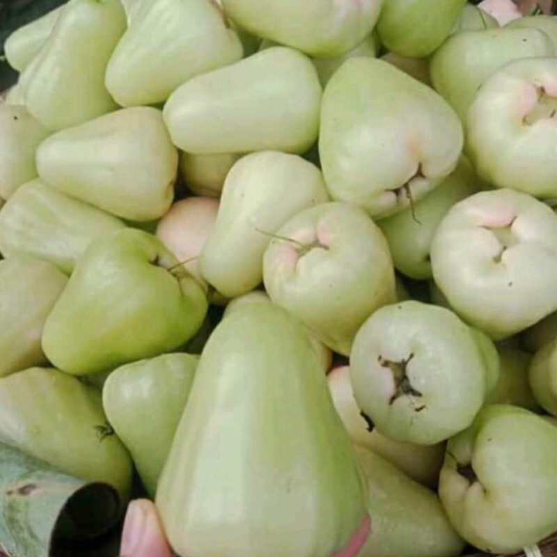 Jual Jambu Air Deli Susu Madu Manis 1 Kg | Shopee Indonesia