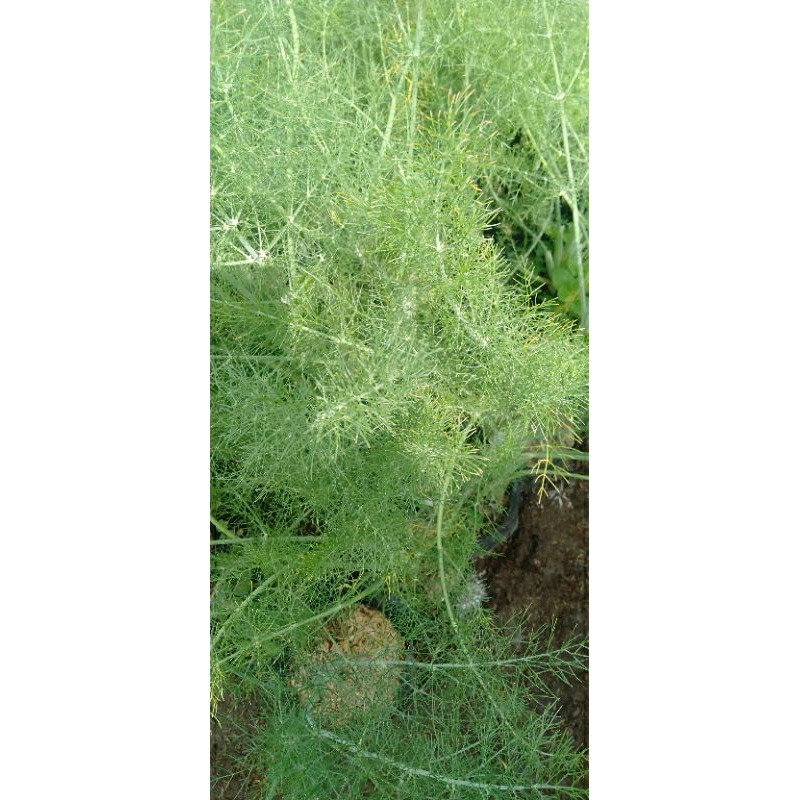 Jual Sayur Daun Adas Dill sowa segar perikat | Shopee Indonesia