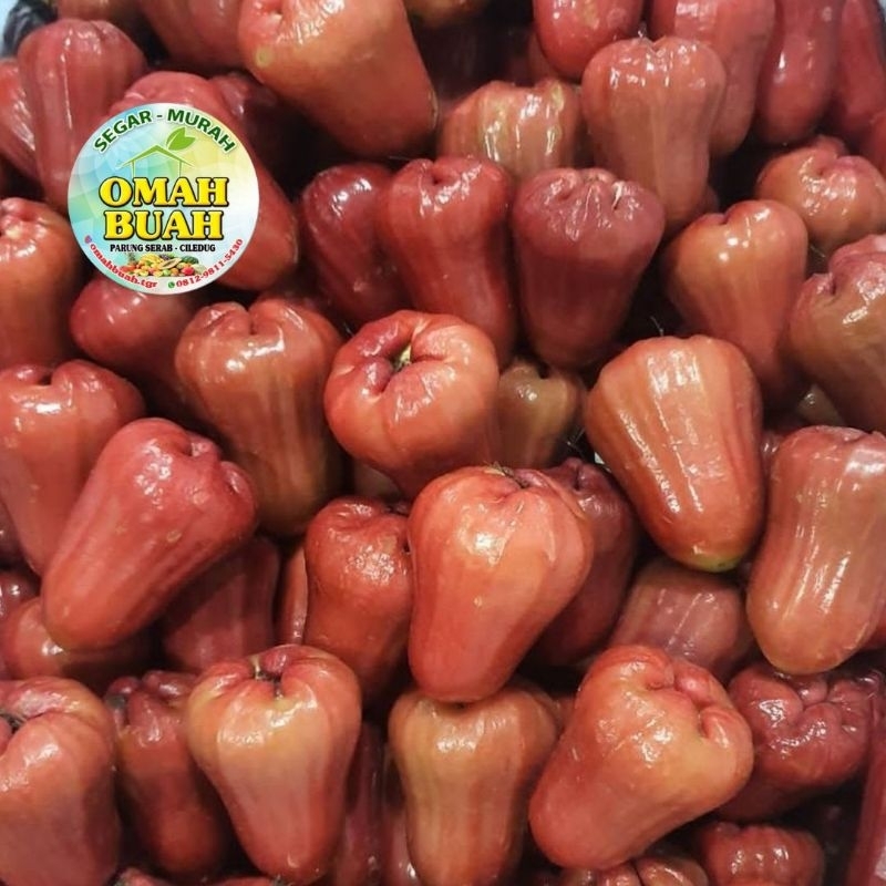 Jual Jambu Air Citra Cincalo Manis Segar | Shopee Indonesia