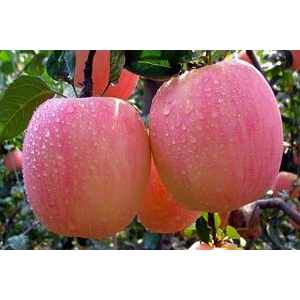 Jual Bibit apel fuji merah okulasi cepat berbuah terlaris | Shopee ...